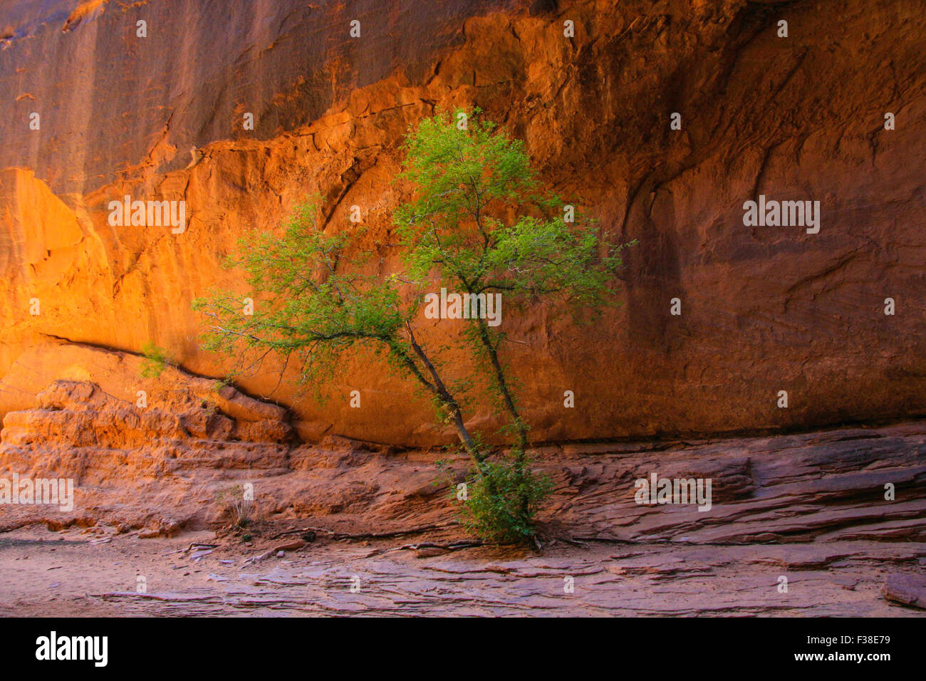 Lone tree growing through Rock bed Stock Photo - Alamy