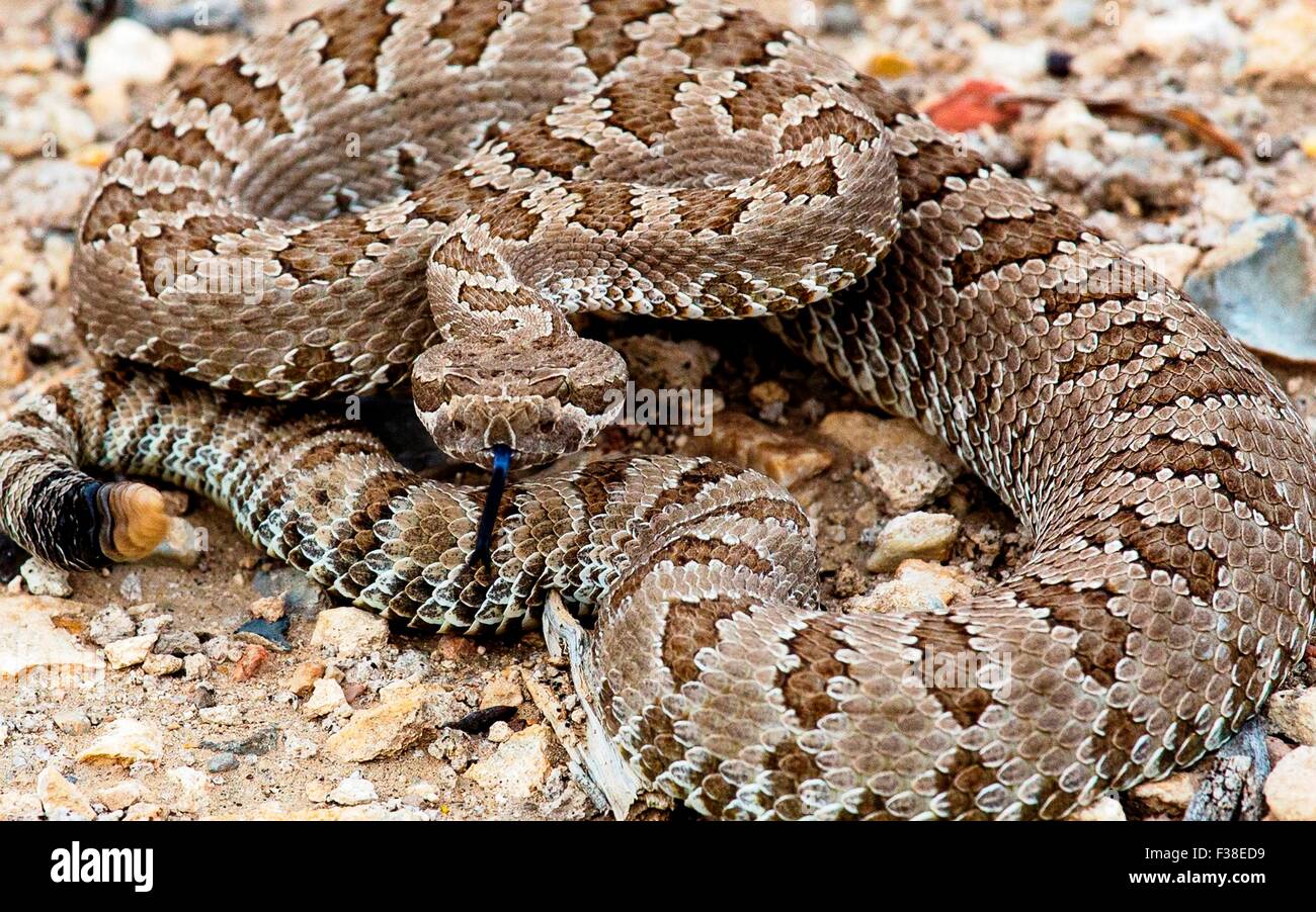 A rattlesnake coiled to strike in the Basin and Range National Monument ...