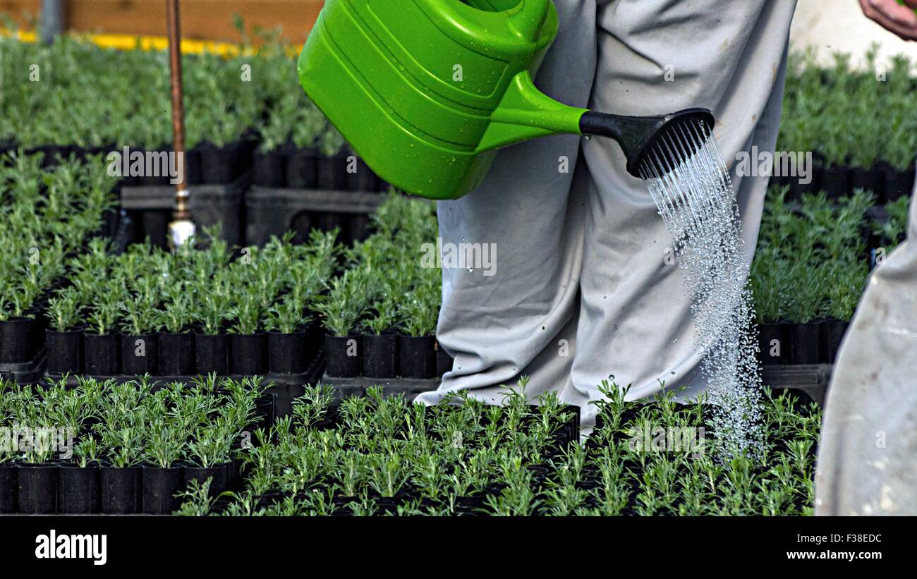 Prisoners at the Coyote Ridge Corrections Center grow sagebrush ...