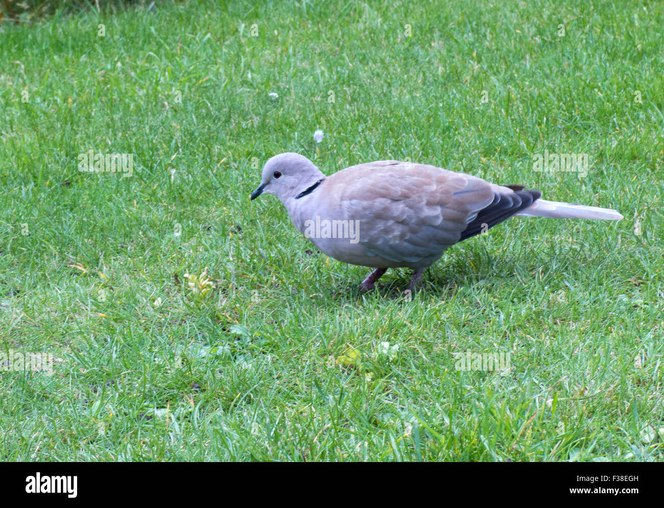 Eurasian collared dove Stock Photo - Alamy