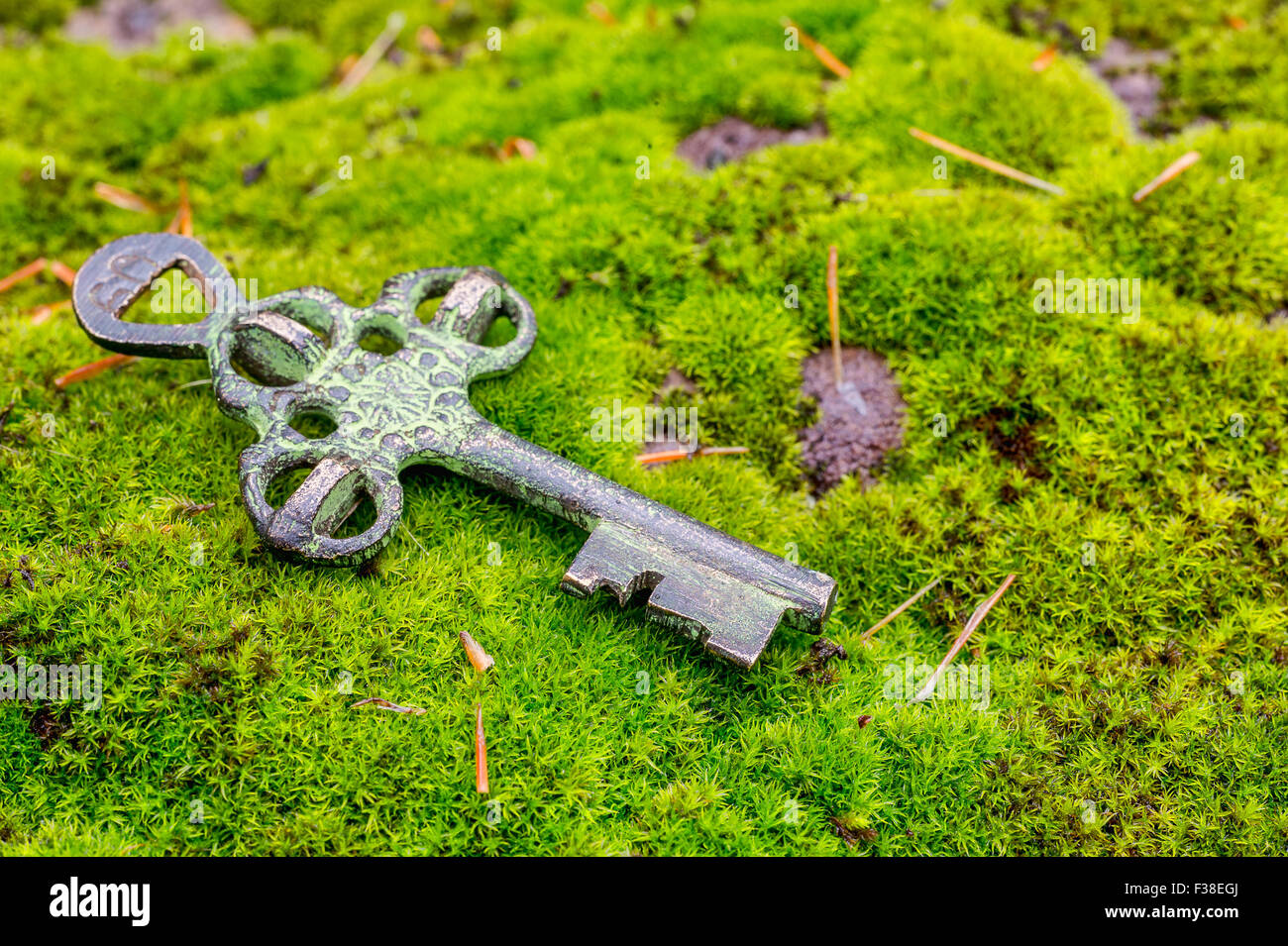 Treasure forest hi-res stock photography and images - Alamy