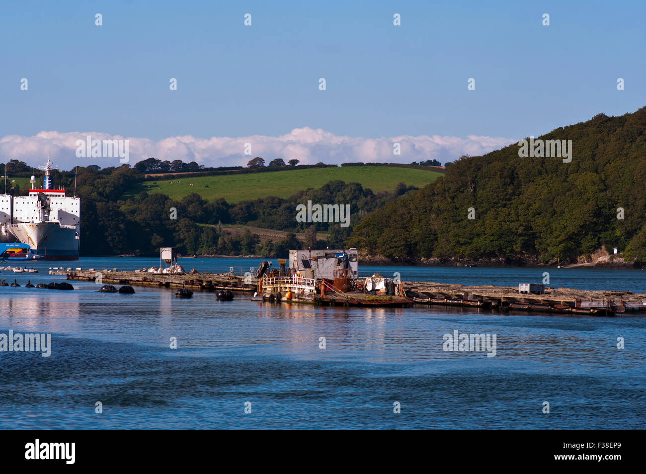 Mussel farming On The River Fal Cornwall England UK Stock Photo - Alamy