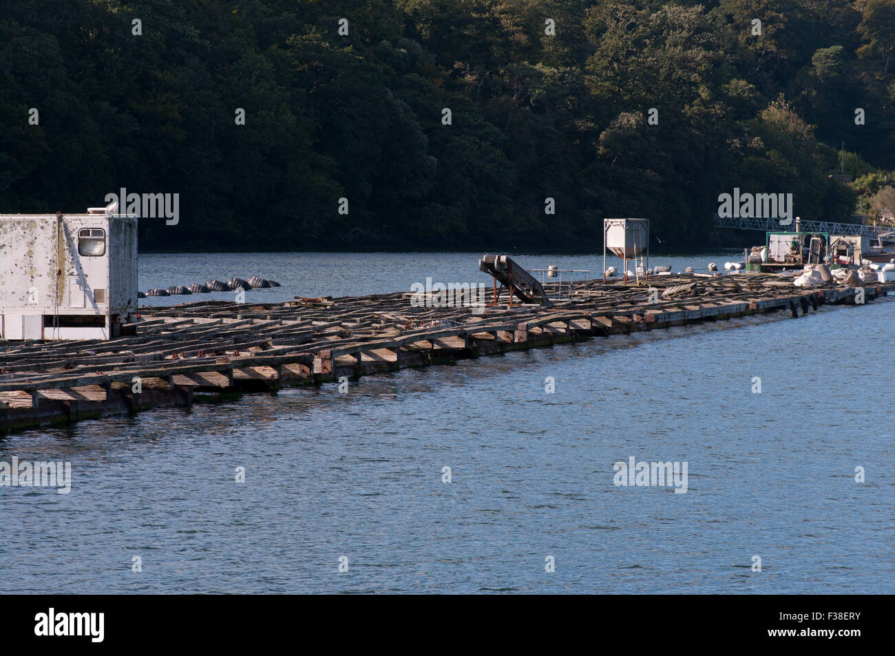 Mussel farming On The River Fal Cornwall England UK Stock Photo - Alamy