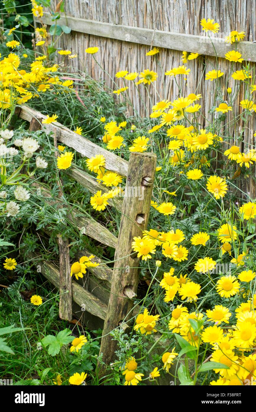 Rustic garden hurdle amongst Anthemis tinctoria - dyer's chamomile ...