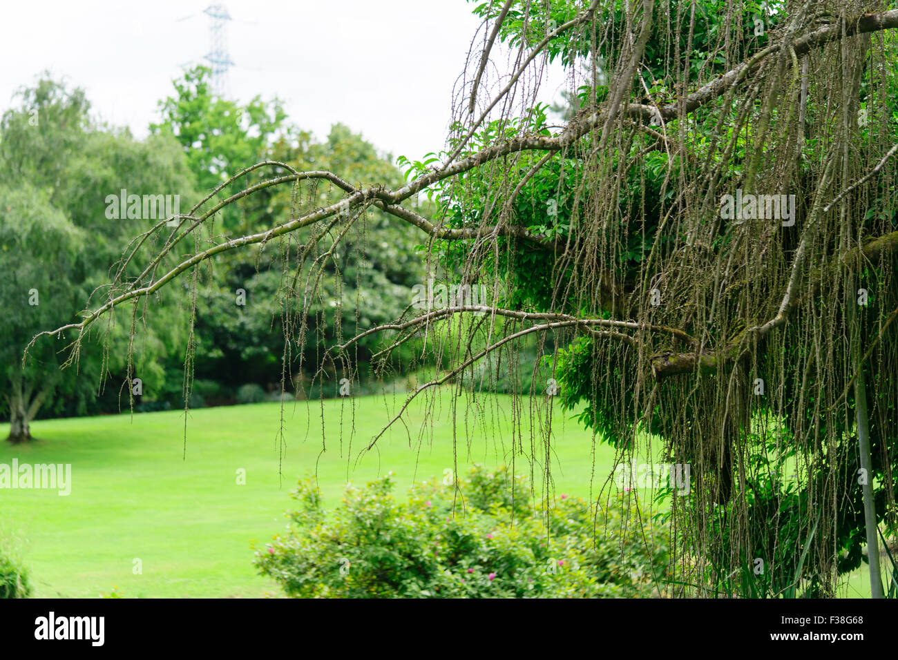 Botanical garden tree plants hi-res stock photography and images - Alamy