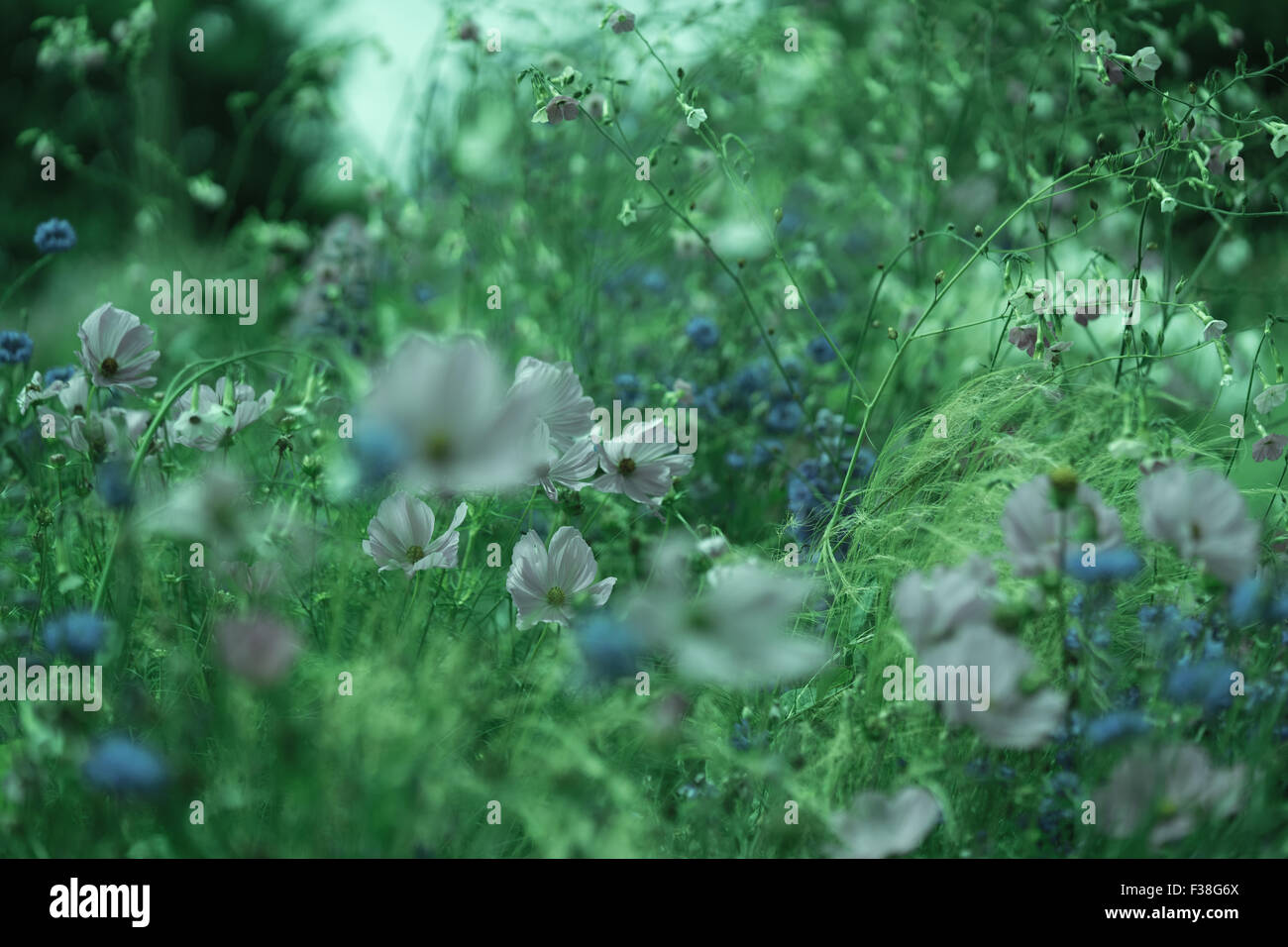 wild flower meadow Stock Photo - Alamy