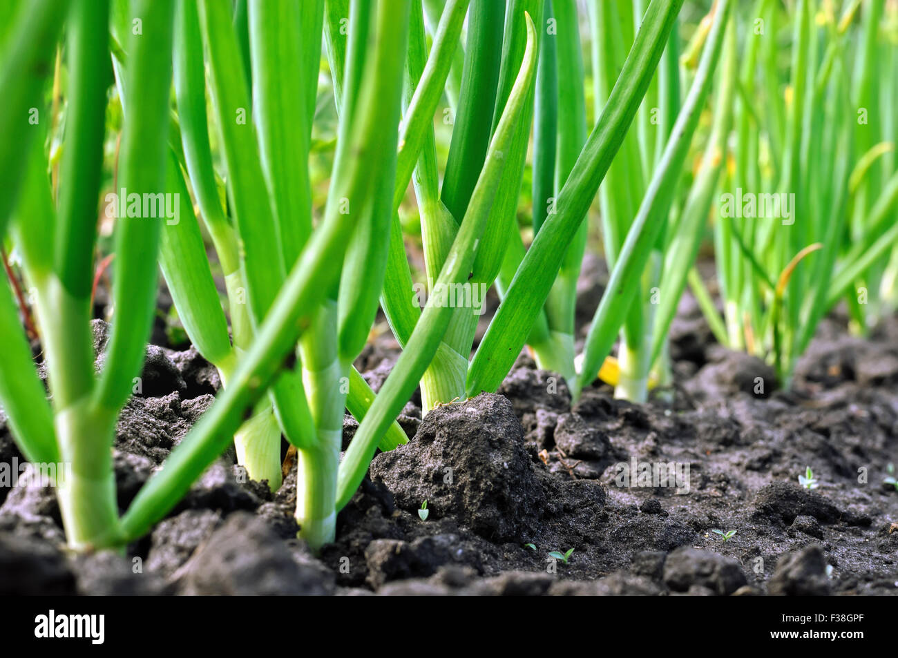 close-up of onion plantation Stock Photo - Alamy