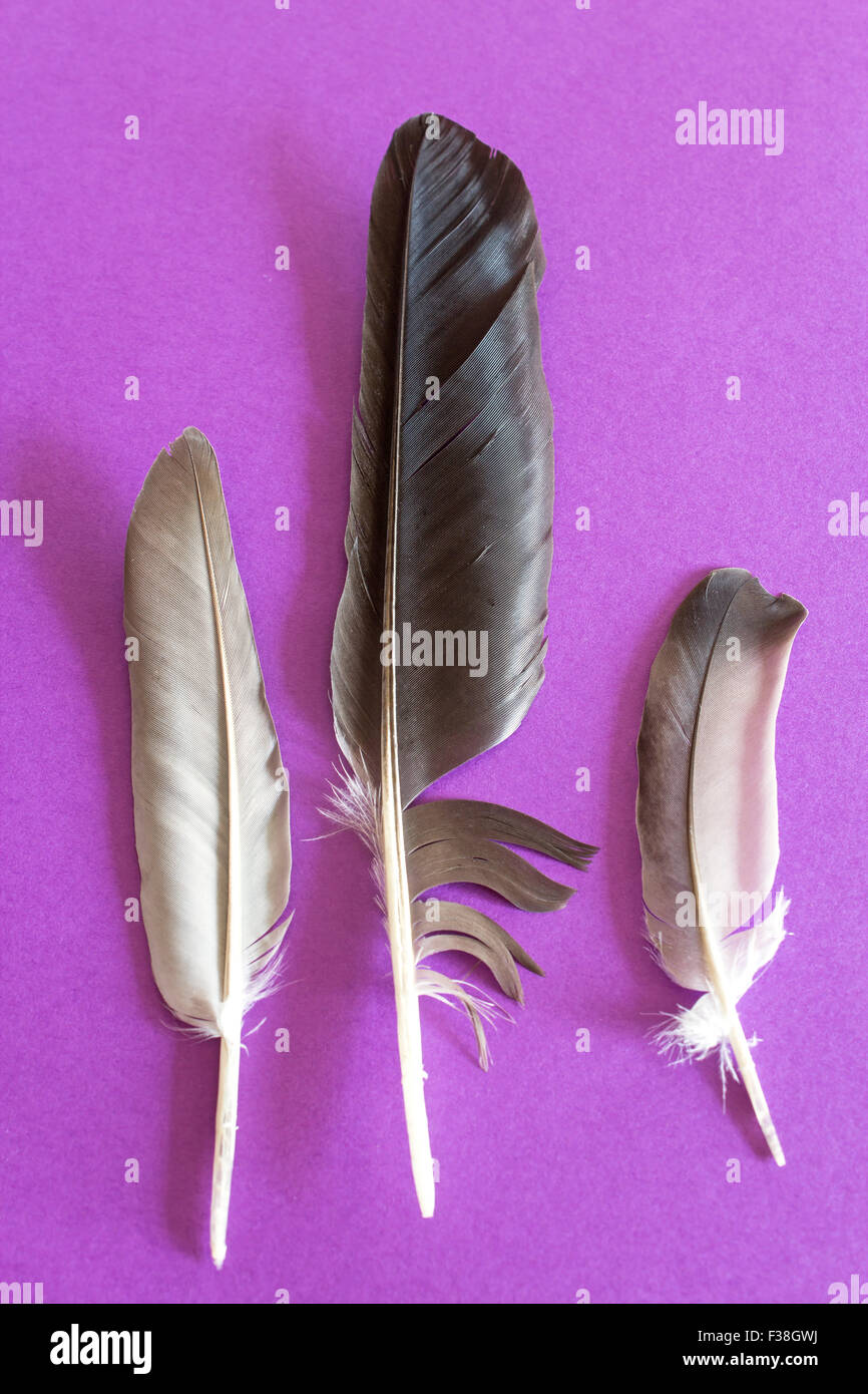 Purple dove hi-res stock photography and images - Alamy