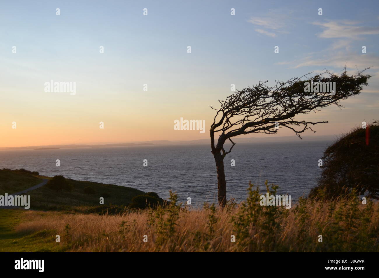 Landscape with water and windswept tree hi-res stock photography and ...