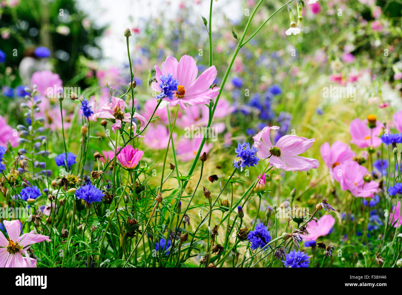 wild flower meadow Stock Photo - Alamy