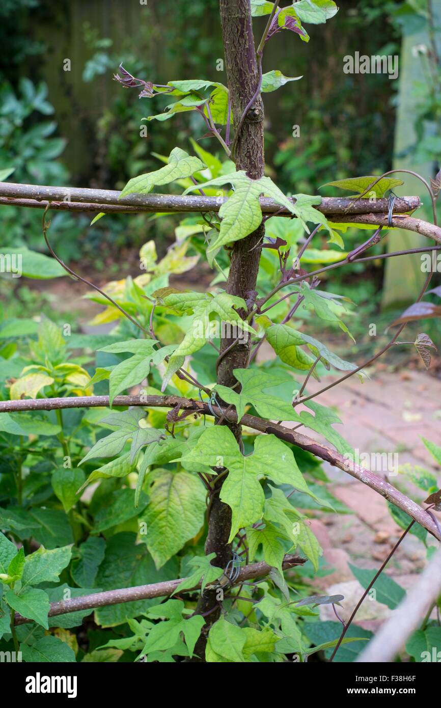 Hazel structure hi-res stock photography and images - Alamy