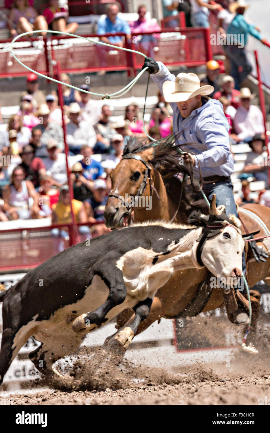 Team roping hi-res stock photography and images - Alamy