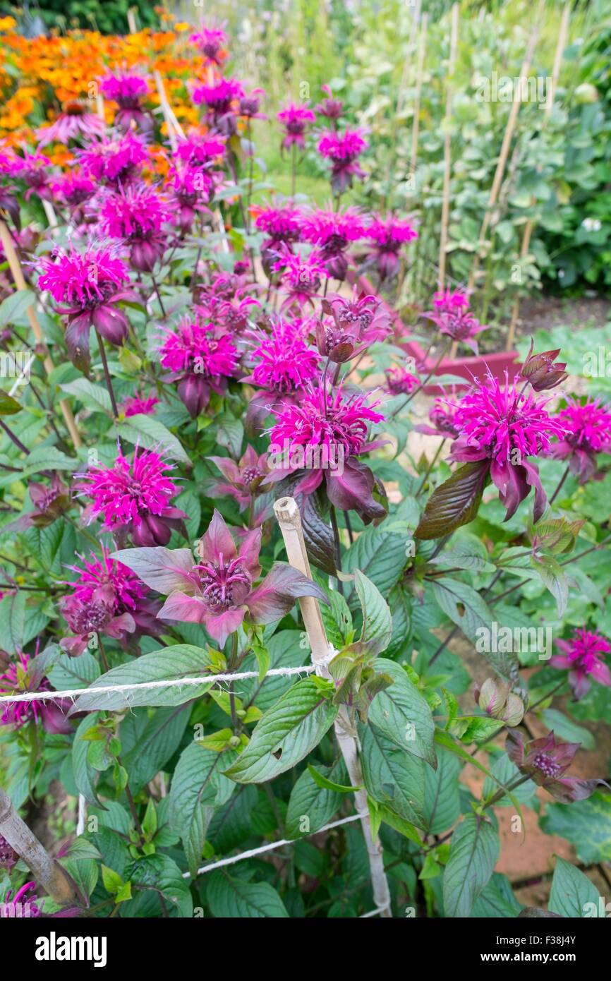 Monarda on parade hi-res stock photography and images - Alamy