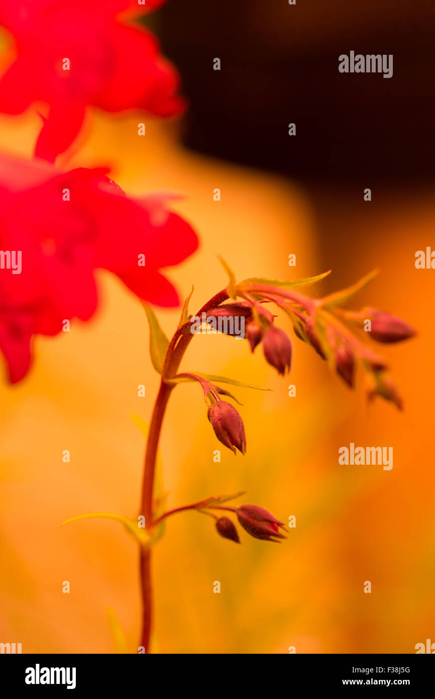 Medium bell hi-res stock photography and images - Alamy