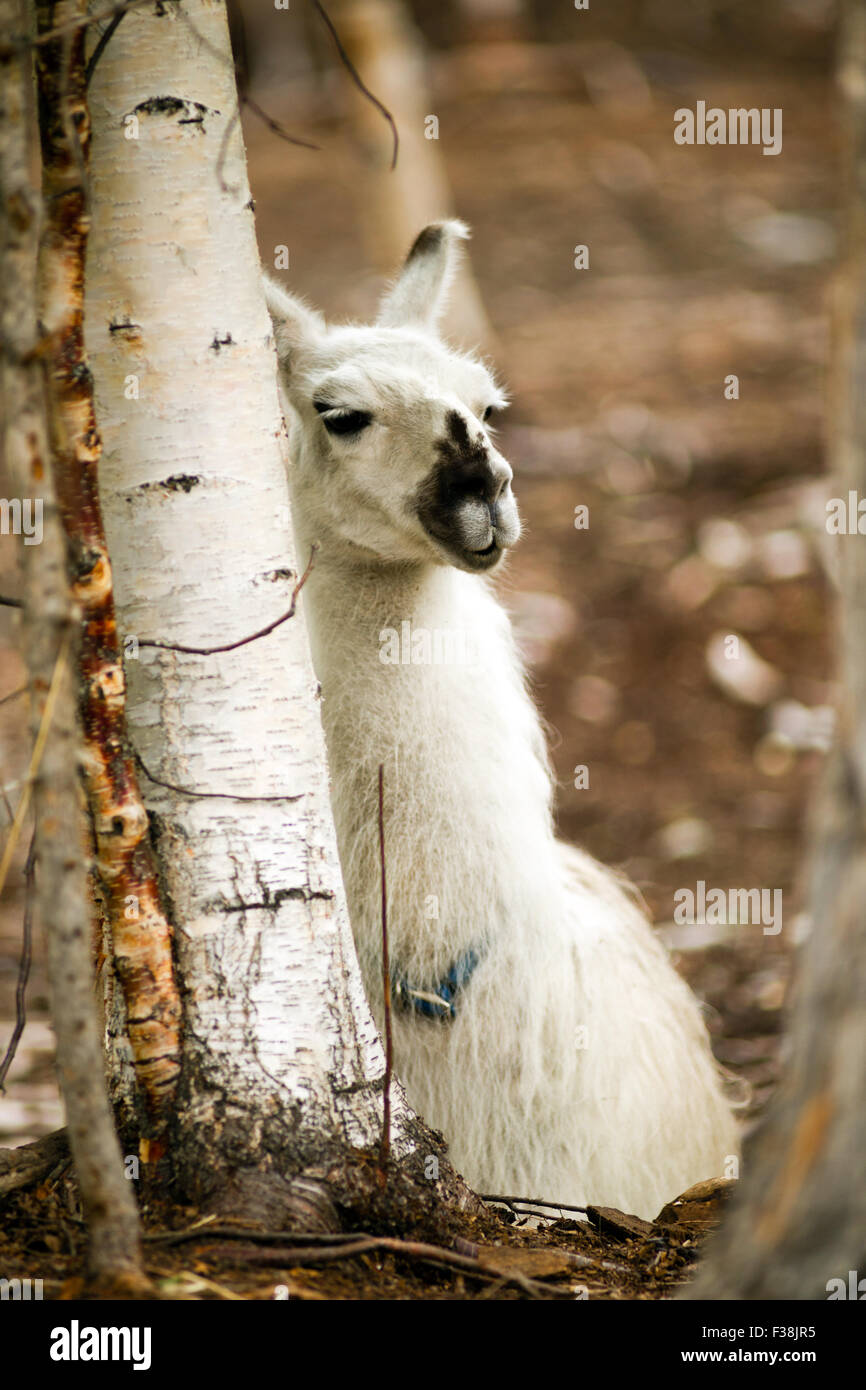 A unique looking Llama pauses to look at the camera after taking the ...