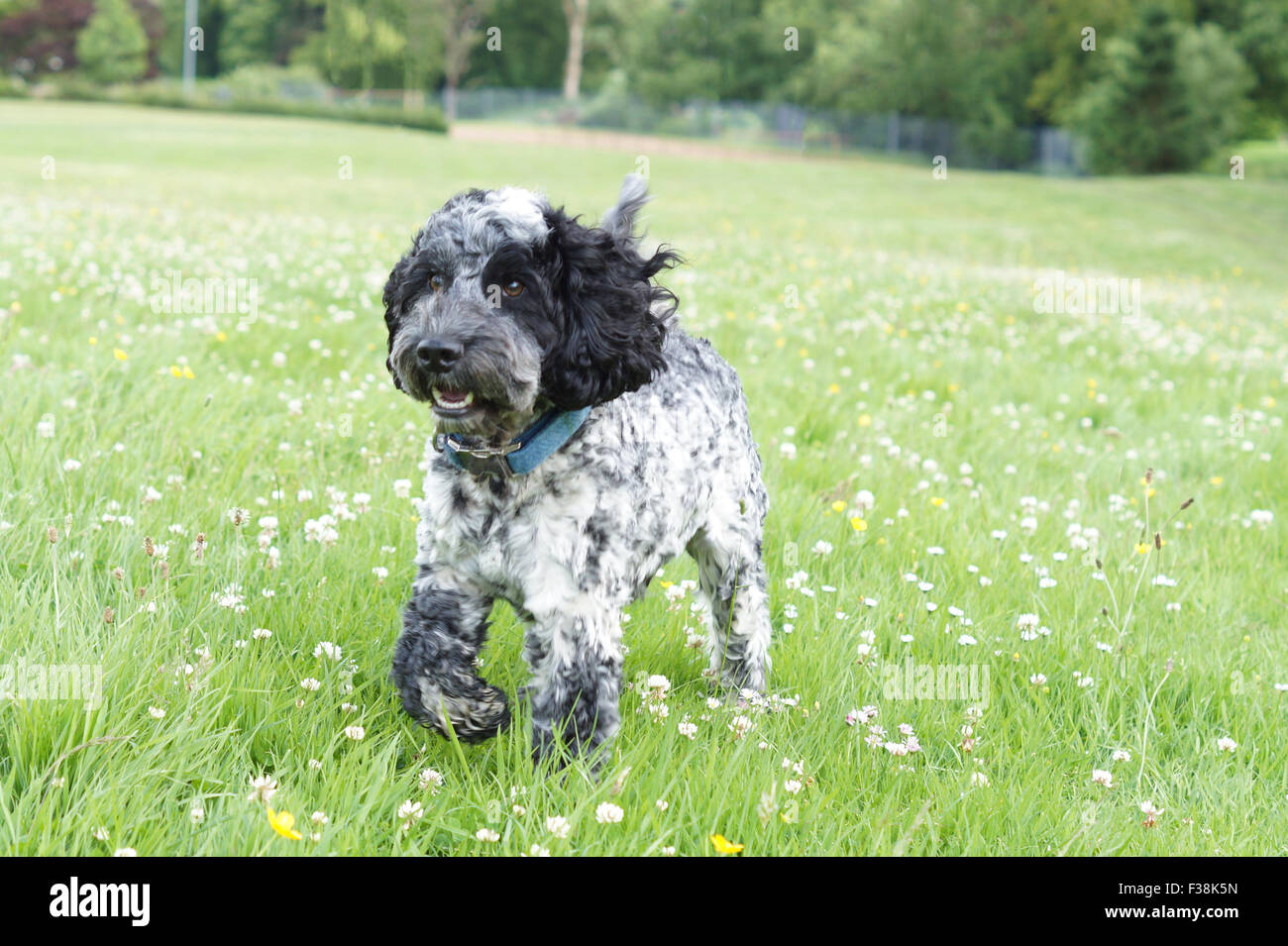 Cockapoo hi-res stock photography and images - Alamy