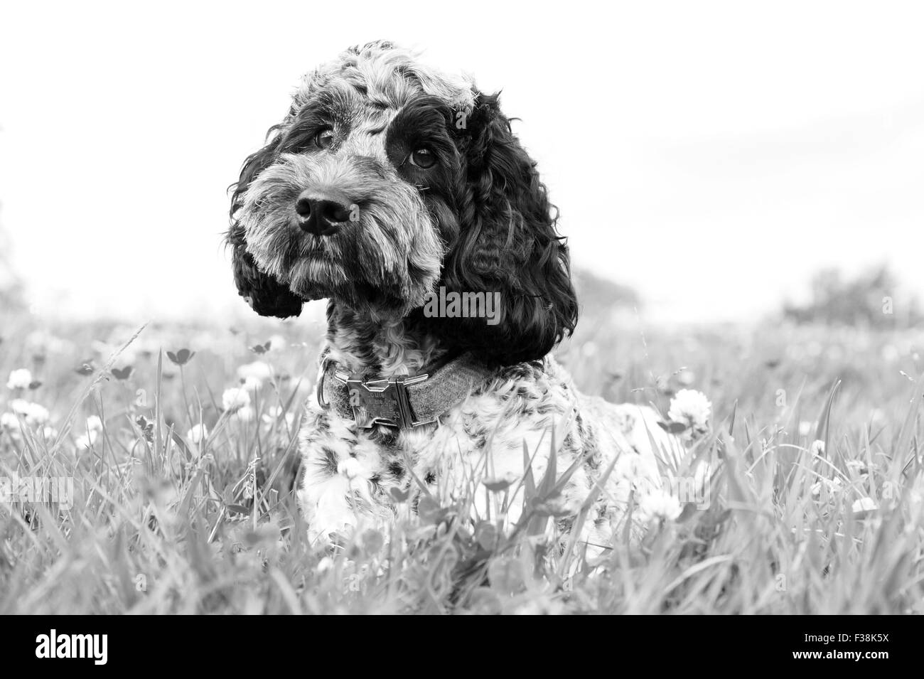 Posing cockapoo Black and White Stock Photos & Images - Alamy