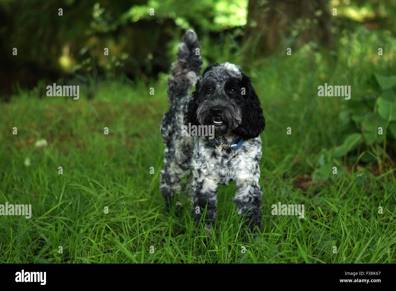Cute Black & White Cockapoo in Park with Grassy background Stock Photo ...