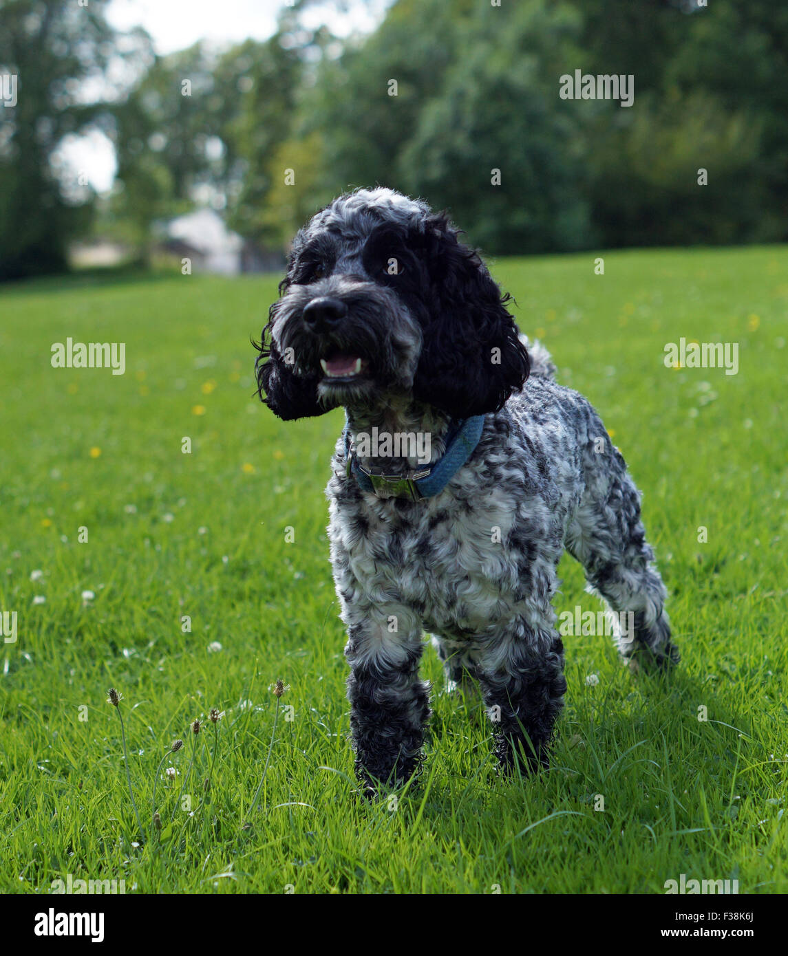 Cute Black & White Cockapoo Stock Photo, Royalty Free Image: 88086506 ...