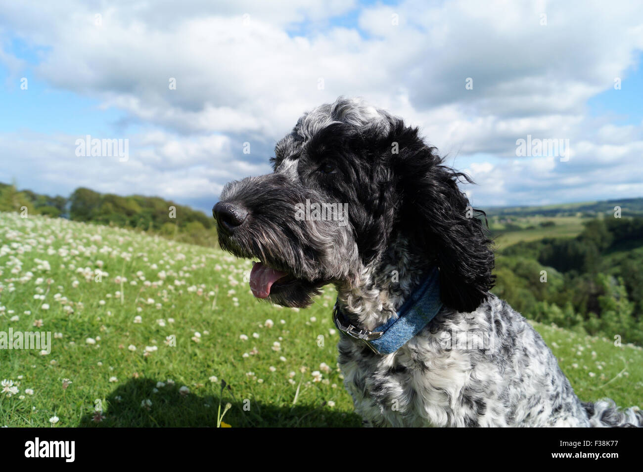 Cute Black & White Cockapoo in Park with Grassy background Stock Photo ...