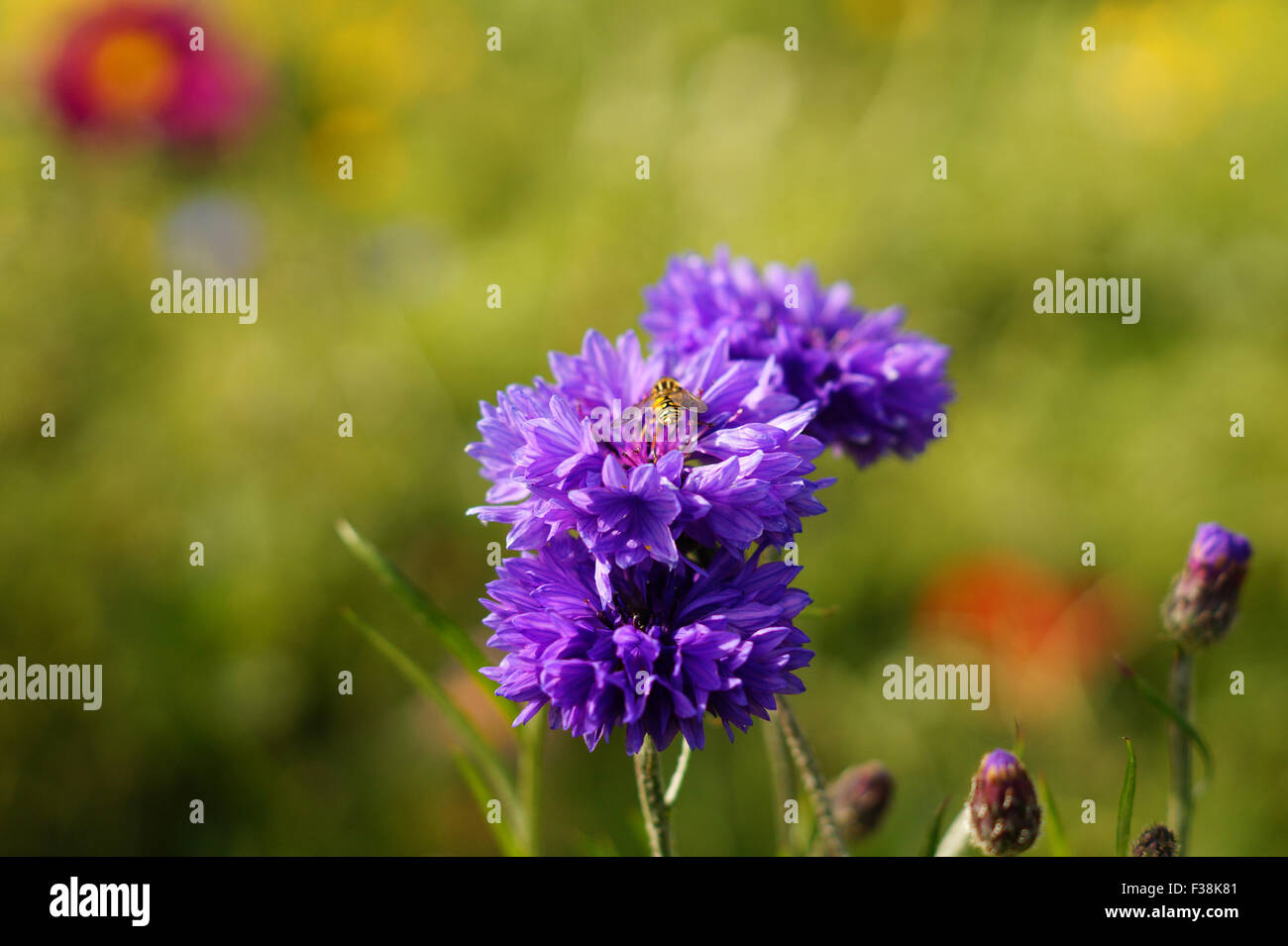 Wasp, black and yellow striped insect in wild purple flower in a field ...