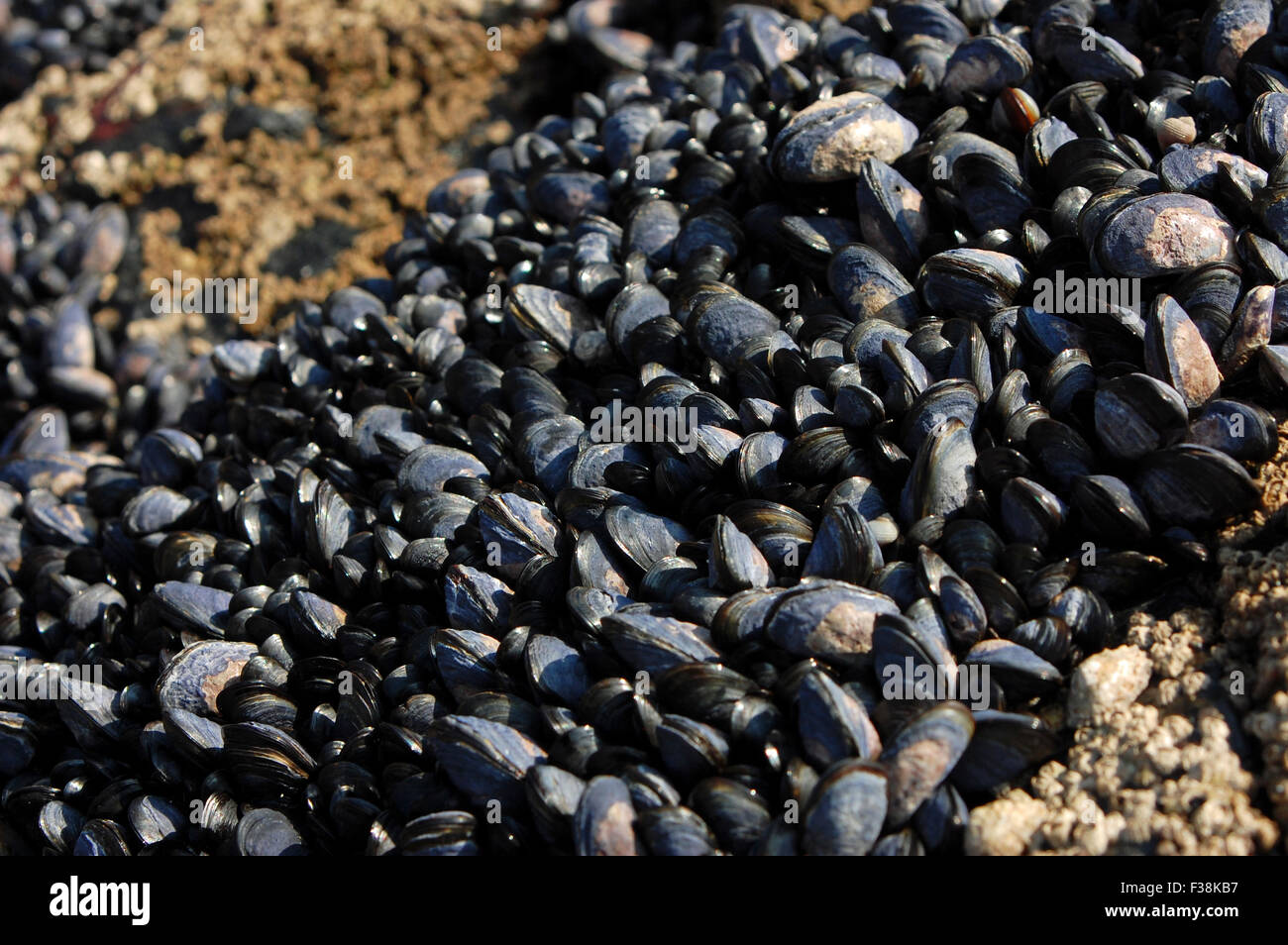 Blue_mussels hi-res stock photography and images - Alamy