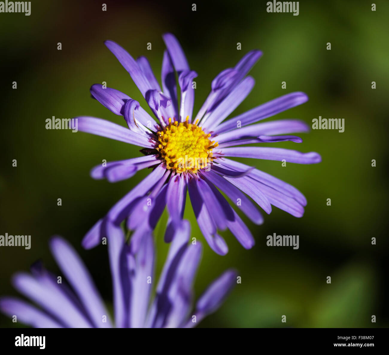 Purple Daisy Flower Stock Photo - Alamy