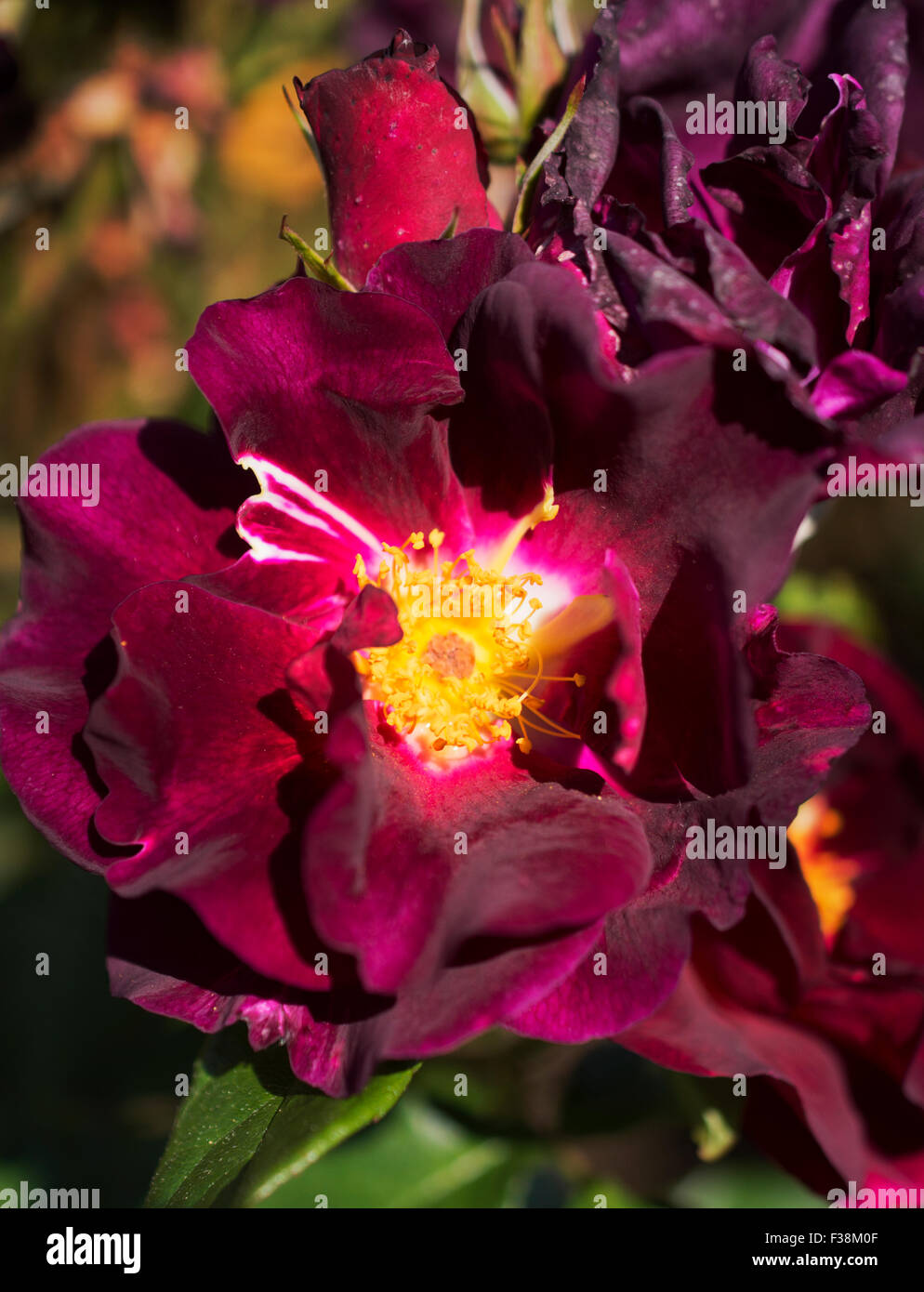 Explorer rose hi-res stock photography and images - Alamy