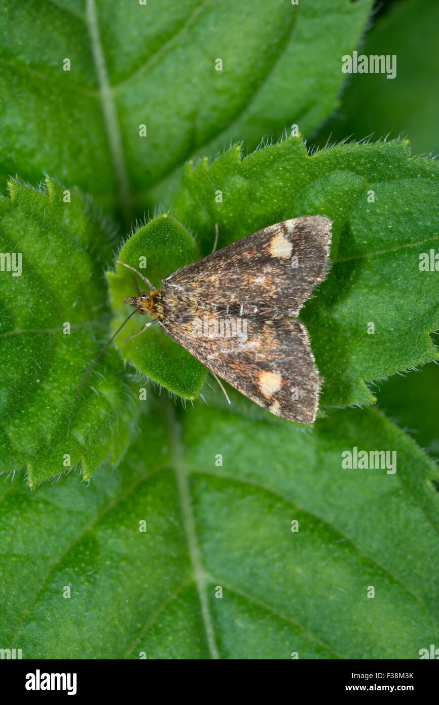 The mint moth - Pyrausta aurata. Laying eggs on Garden Mint Stock Photo ...