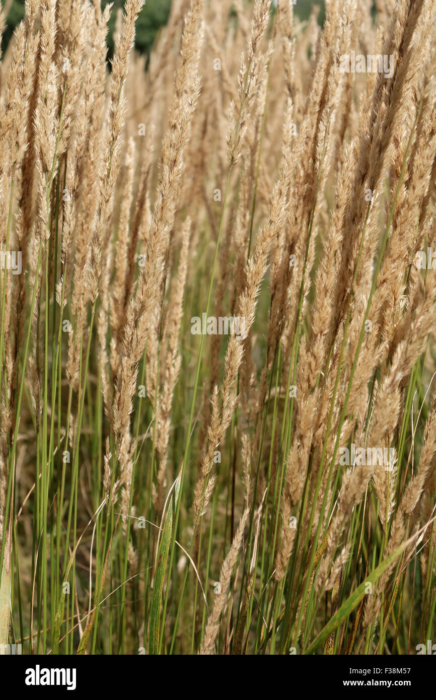 Swaying grass hi-res stock photography and images - Alamy