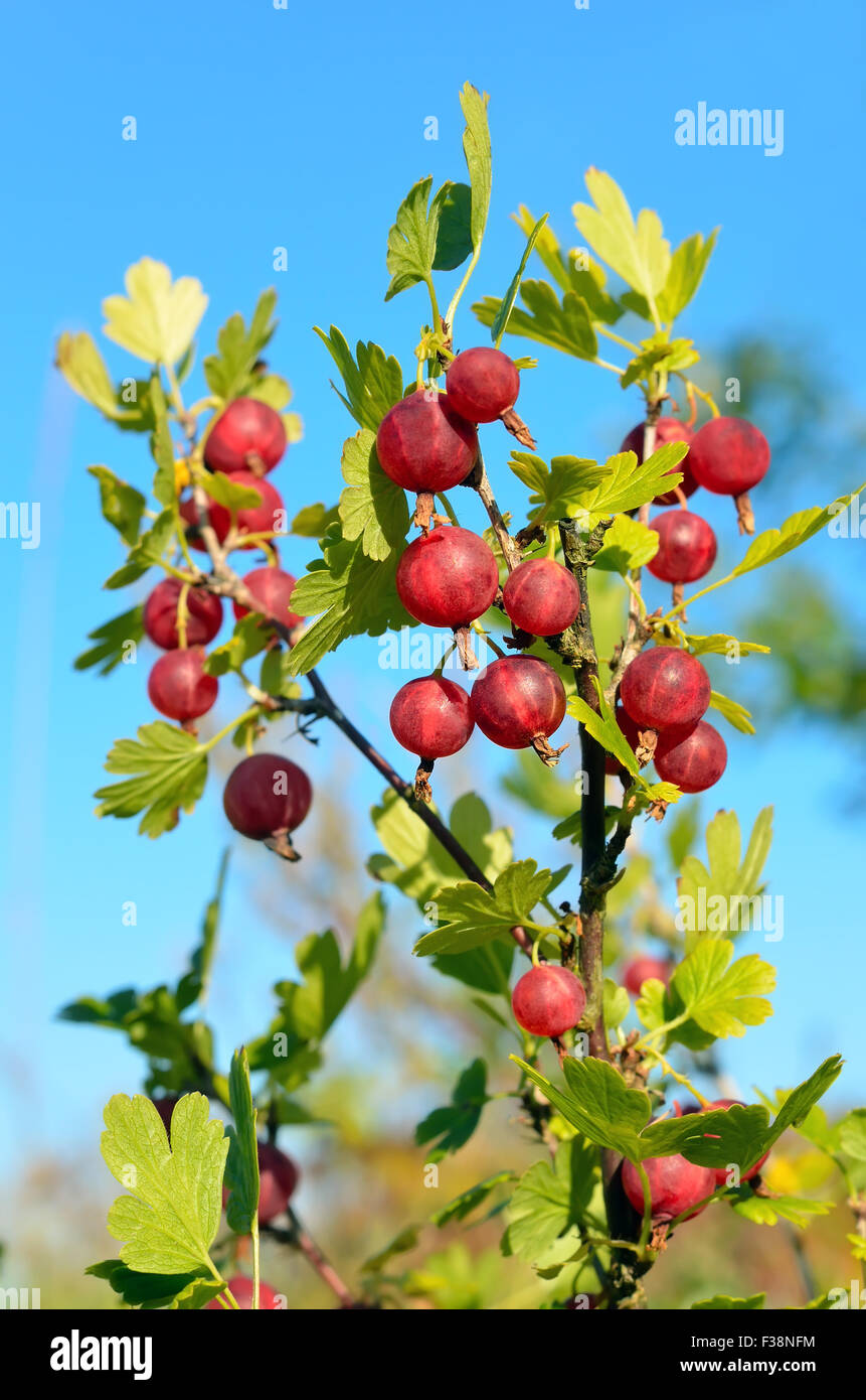 Gooseberries on branch blue hi-res stock photography and images - Alamy