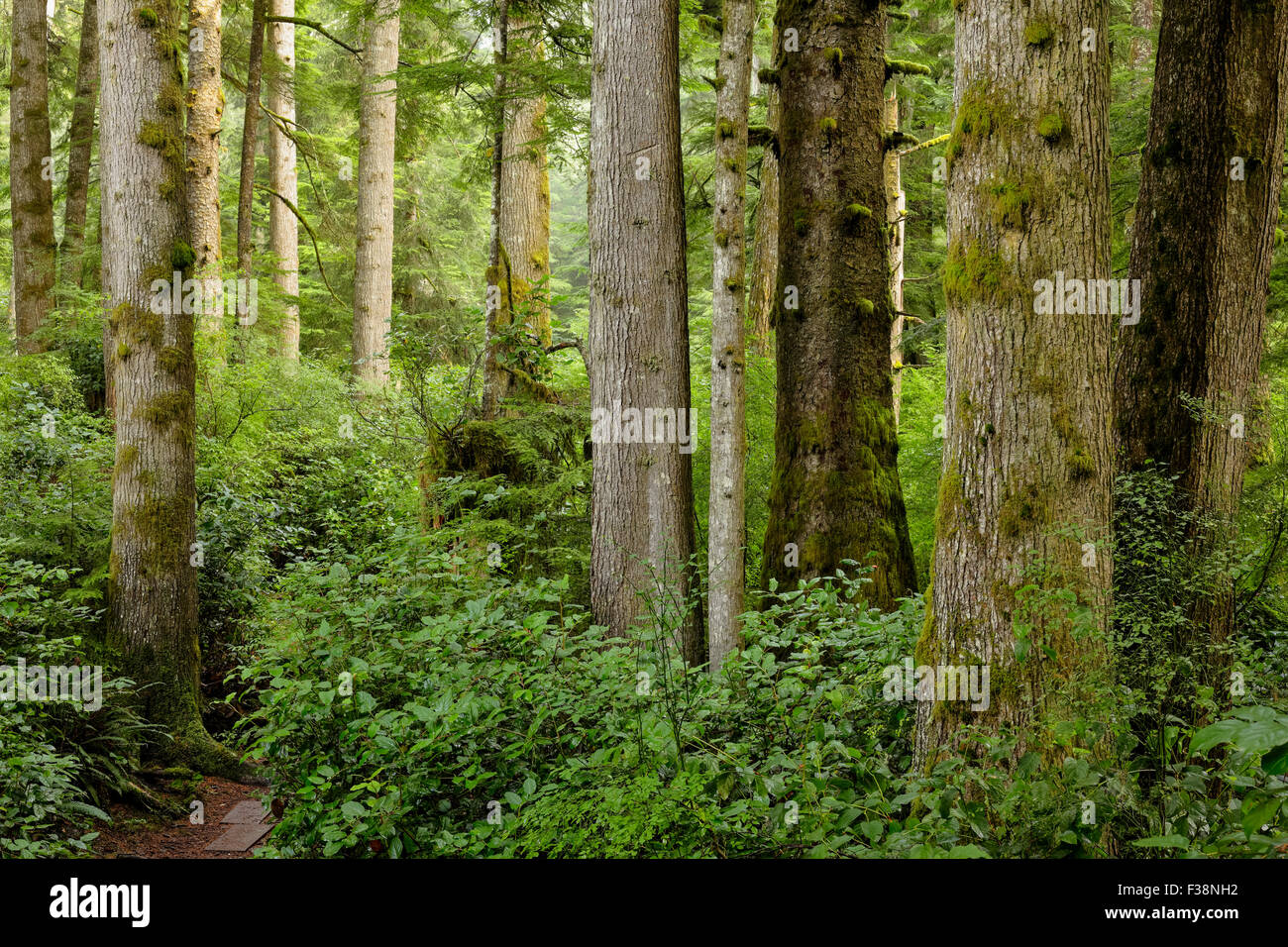 Westcoast temperate rain forest old growth trees-Jordan River, British ...