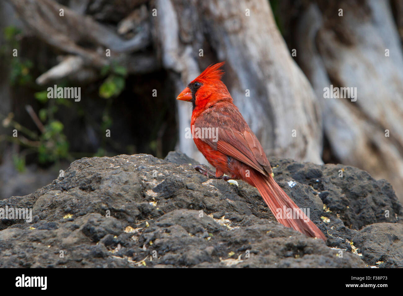 Northern Cardinal (Cardinalis cardinalis) male perched on a rock at ...
