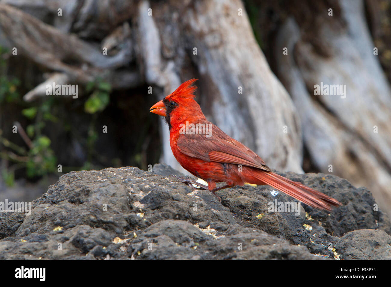 Northern Cardinal (Cardinalis cardinalis) male perched on a rock at ...