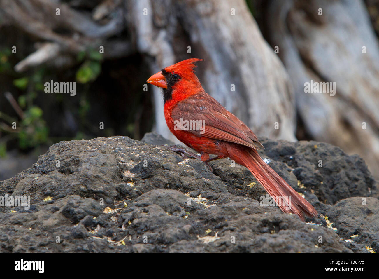 Northern Cardinal (Cardinalis cardinalis) male perched on a rock at ...