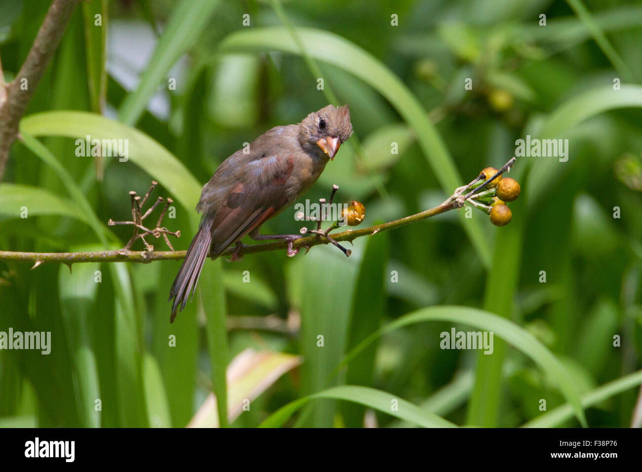 Northern Cardinal (Cardinalis cardinalis) female perched on a branch at ...