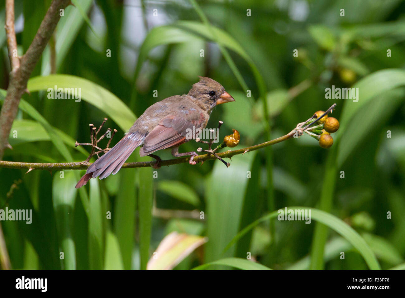 Northern Cardinal (Cardinalis cardinalis) female perched on a branch at ...