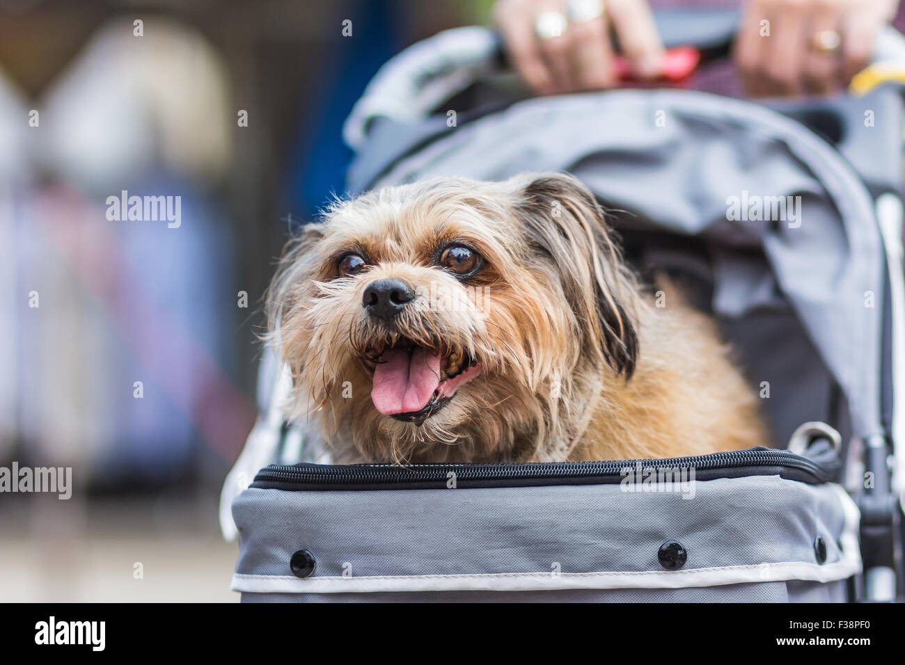 The dog in a Cart Stock Photo - Alamy