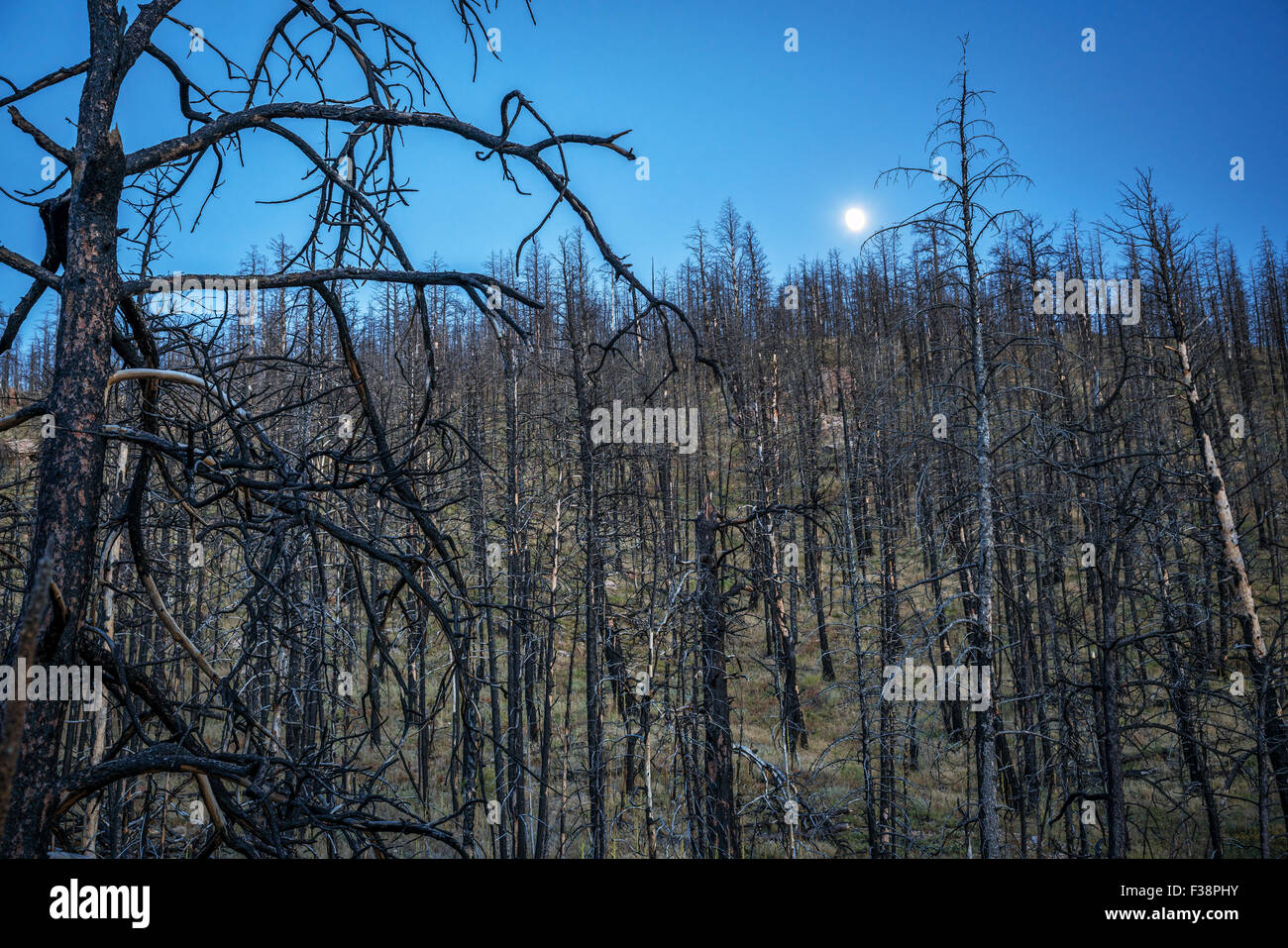 Moon pine tree forest sky hi-res stock photography and images - Alamy