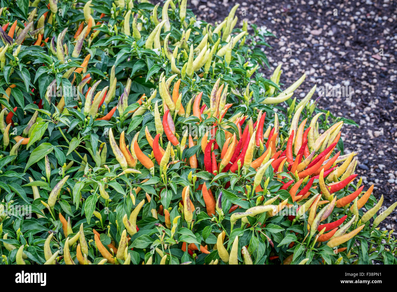 basket of fire pepper - ornamental hot pepper in a garden Stock Photo ...