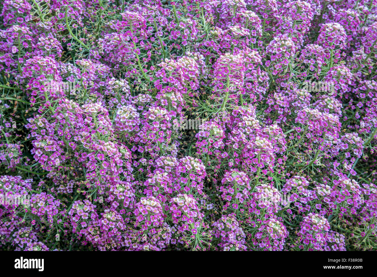 close-up background of flowering purple lavender lobularia shrub Stock ...