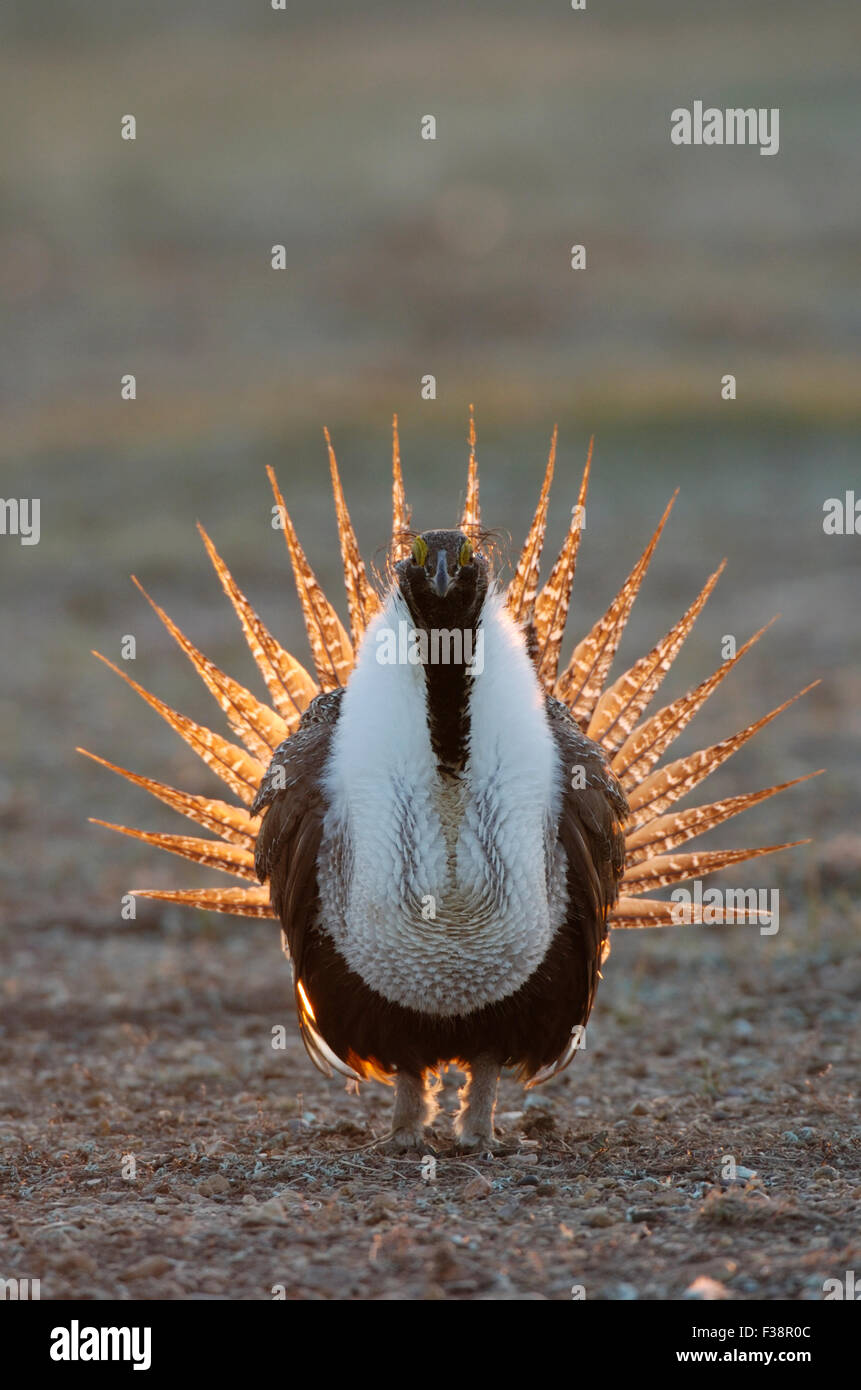 Sage grouse mating ritual hi-res stock photography and images - Alamy