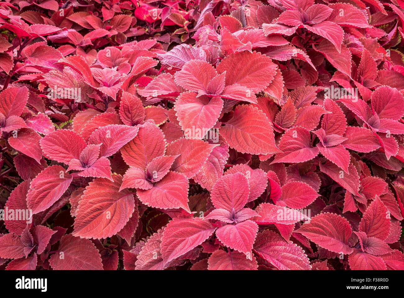 red leaf foliage background - ornamental redhead coleus shrub Stock ...