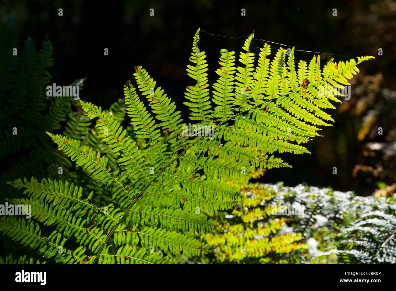 Woodland sun hi-res stock photography and images - Alamy