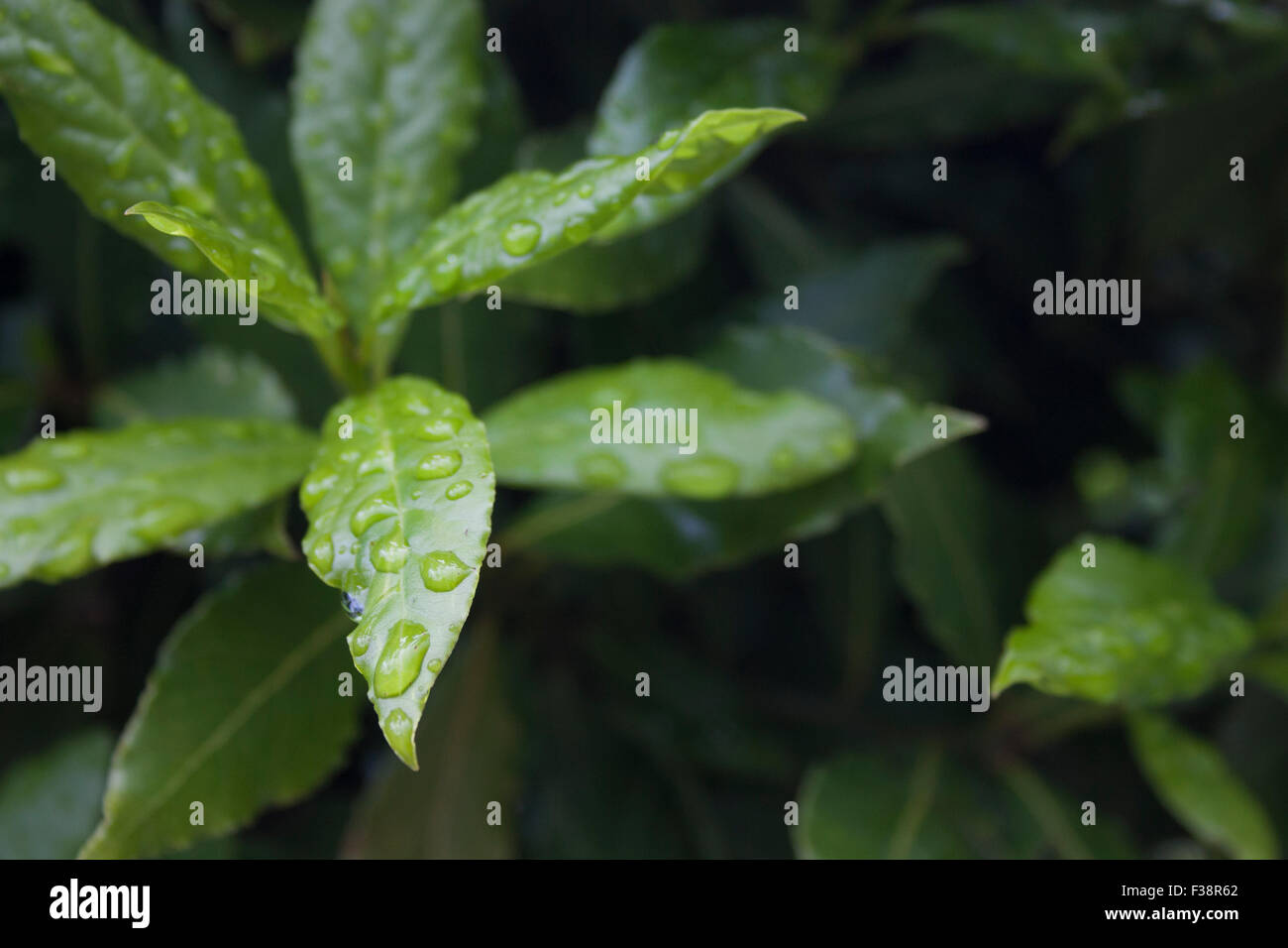 Images of flowers hi-res stock photography and images - Alamy