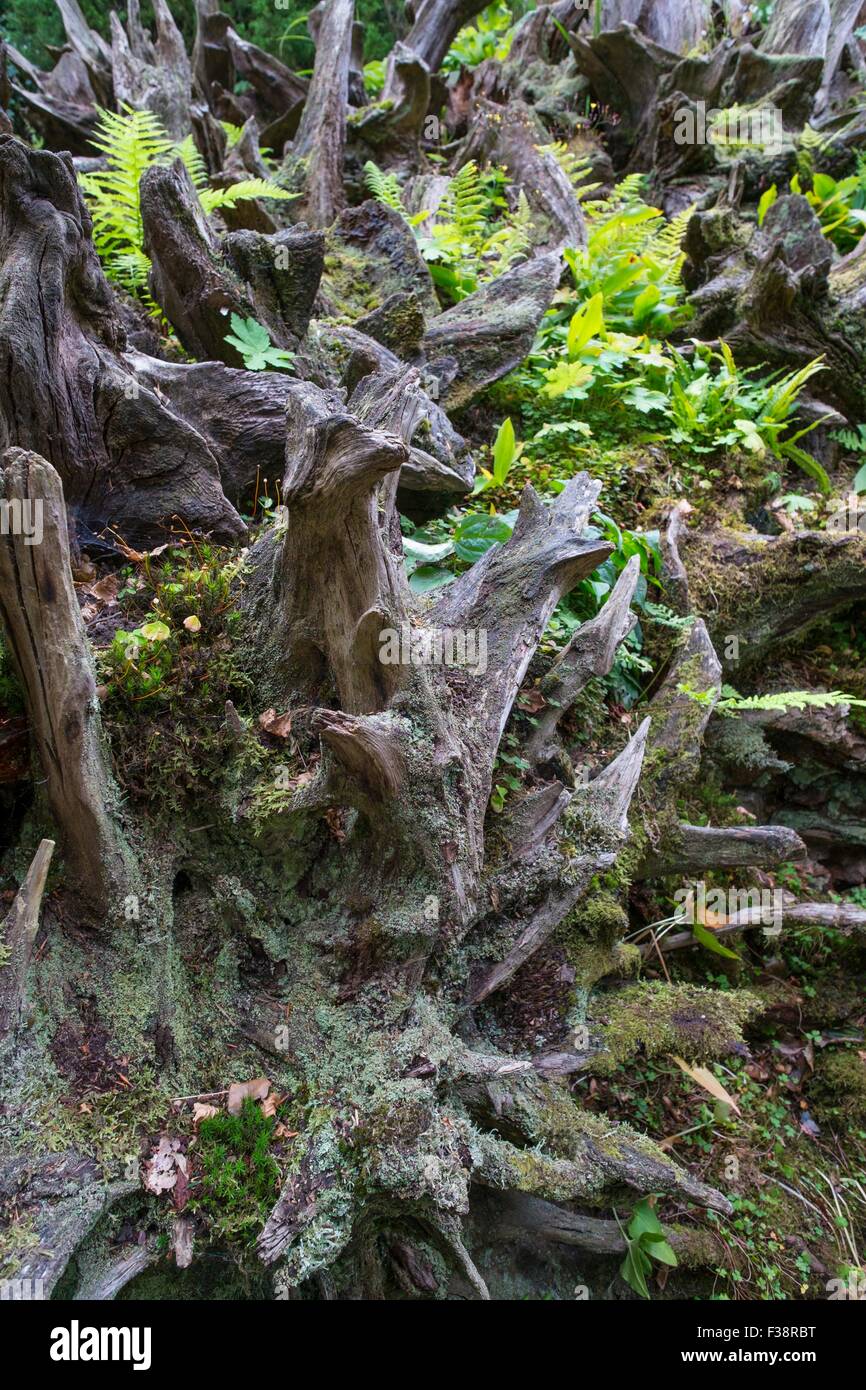 Stumpery garden hi-res stock photography and images - Alamy