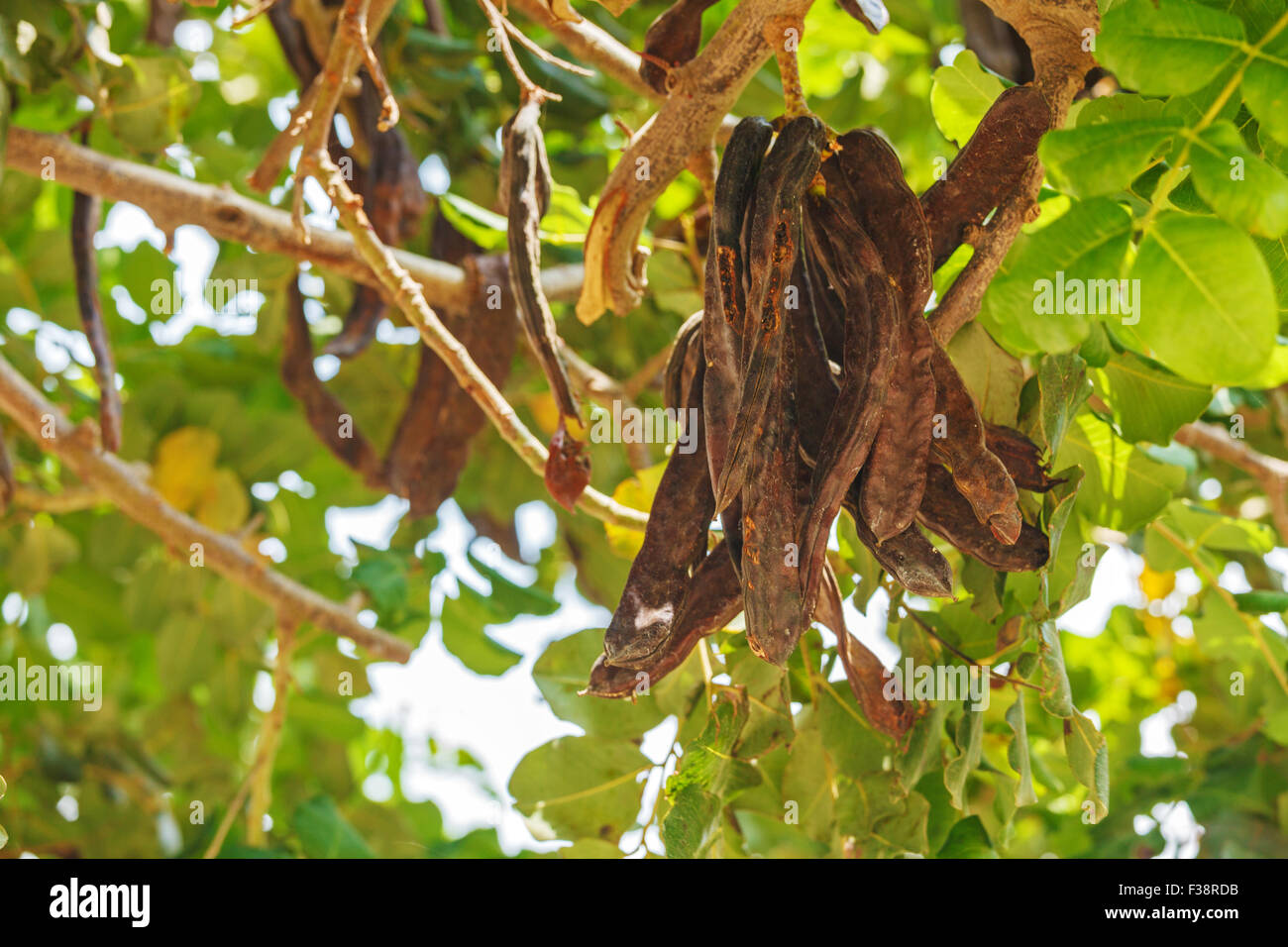 Carob Tree with Fresh Leaves, Cyprus Stock Photo - Alamy