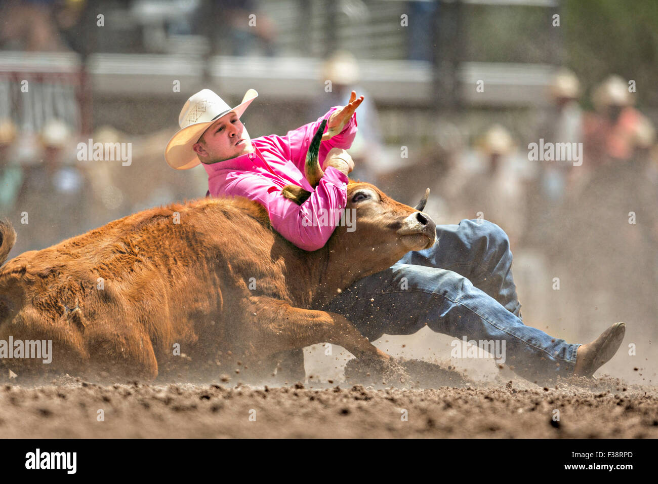Steer Wrestler Will Lummus of West Point, Mississippi, grabs the horns ...