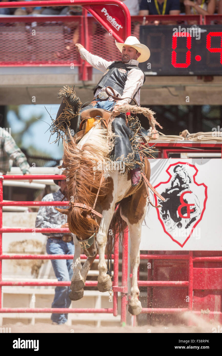 A saddle bronc rider hangs on to the bucking bronco at the Cheyenne ...
