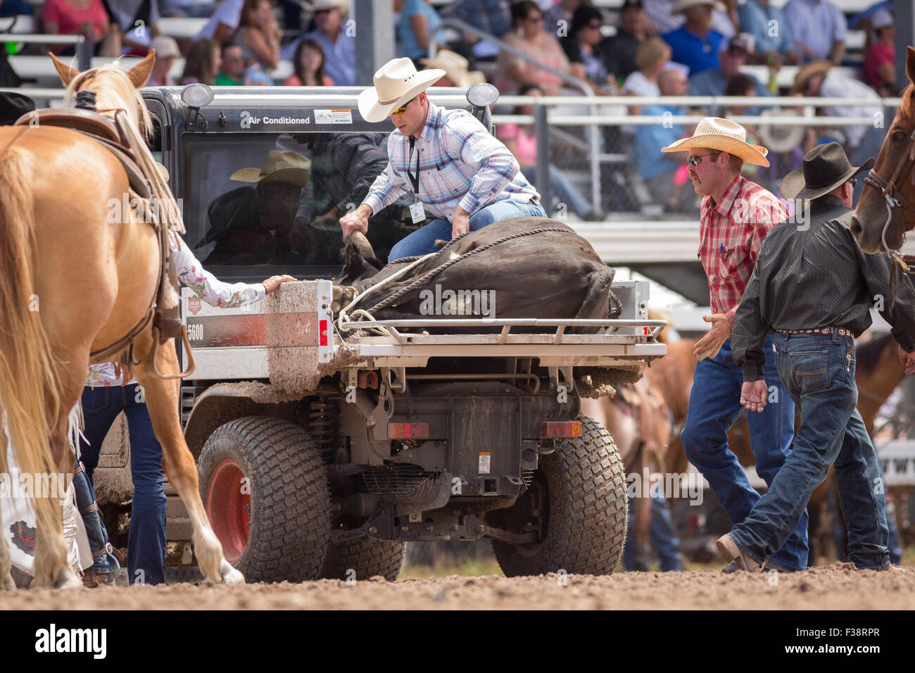 An injured steer is taken from the Frontier Park Arena after being ...
